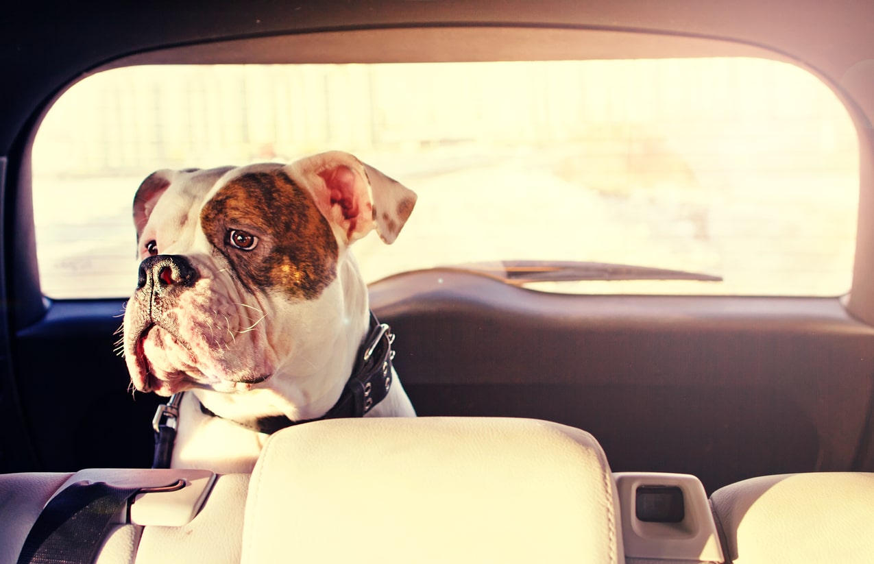 A dog-friendly road trip - here's what you need to plan – PUCCI Cafe