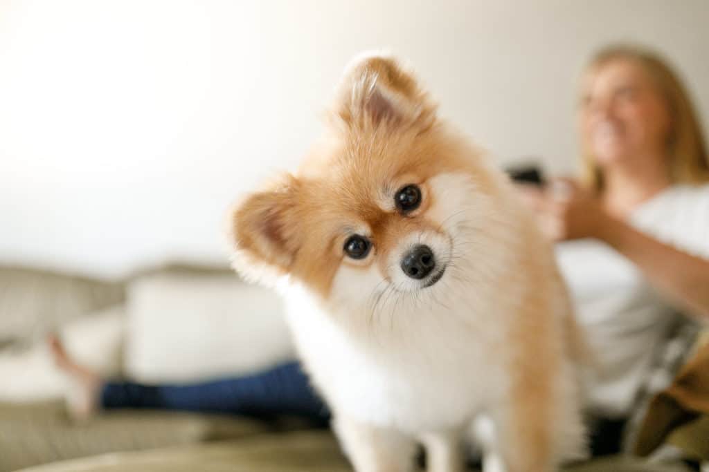 7 Spectacular Spitz Breeds - PUCCI Café