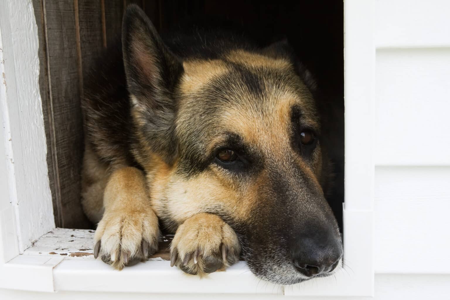 Different Signs That Your Dog May Be Depressed