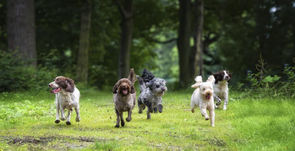 Life Expectancy in Dogs: All You Need to Know - PUCCI Café